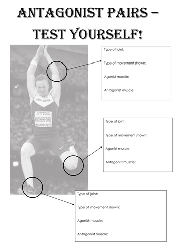 AQA GCSE PE (2016 specification) Muscular system worksheets | Teaching ... AQA GCSE PE (2016 specification) Muscular system worksheets | Teaching ...