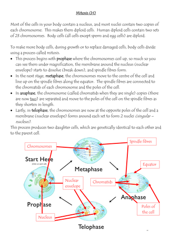 Mitosis activity differentiated for higher and lower Edexcel Combined ...
