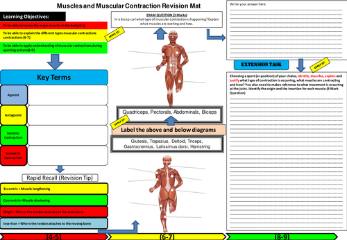 Muscles and Muscular Contraction Revision Mat | Teaching Resources