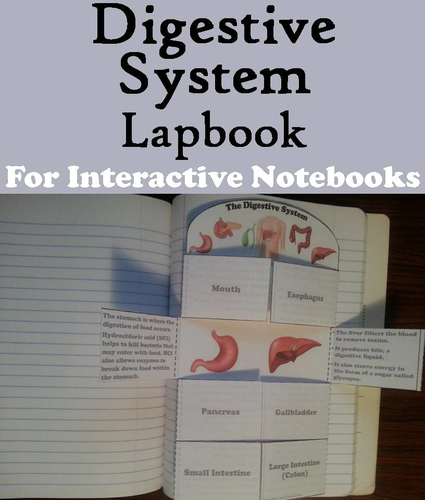 Digestive System Lapbook | Teaching Resources