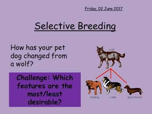 New AQA GCSE Biology Inheritance Lesson 7: Selective Breeding ... New AQA GCSE Biology Inheritance Lesson 7: Selective Breeding ...