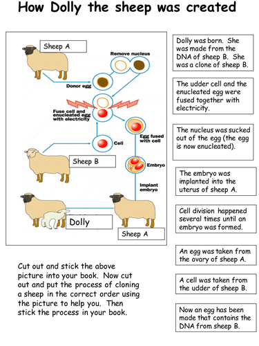 New AQA GCSE Biology Inheritance Lesson 9: Cloning | Teaching Resources New AQA GCSE Biology Inheritance Lesson 9: Cloning | Teaching Resources