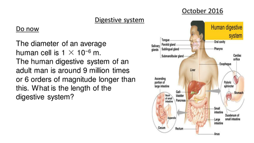 Digestive System KS3 | Teaching Resources