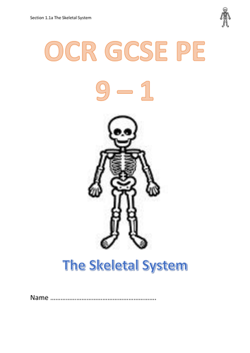 OCR GCSE PE 9 - 1 (New Spec) 1.1.a The Skeletal System Workbook ...