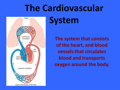 The cardiovascular and circulatory system activities | Teaching Resources