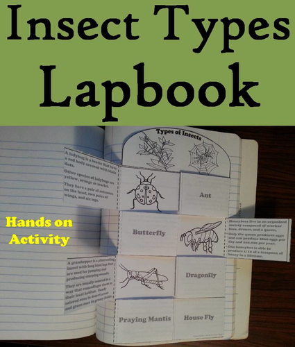 Types of Insects Lapbook | Teaching Resources