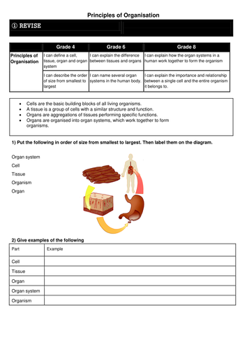 New GCSE Biology 9-1 Digestive System Revision Booklet | Teaching Resources