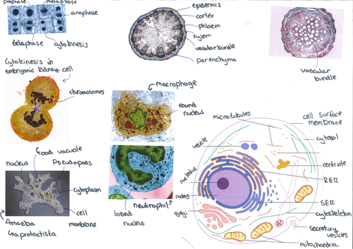 AS Biology Microscope Images | Teaching Resources