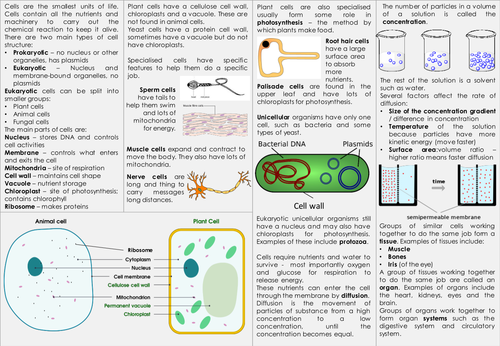 KS3 Cells and Organisms Knowledge Organiser - Cells and Movement by ...