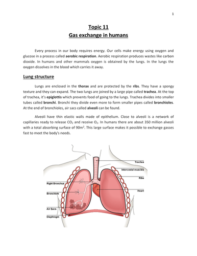 Gas Exchange - IGCSE Biology - CIE | Teaching Resources Gas Exchange - IGCSE Biology - CIE | Teaching Resources