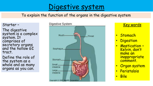 Digestive system & enzymes - NEW AQA GCSE | Teaching Resources Digestive system & enzymes - NEW AQA GCSE | Teaching Resources