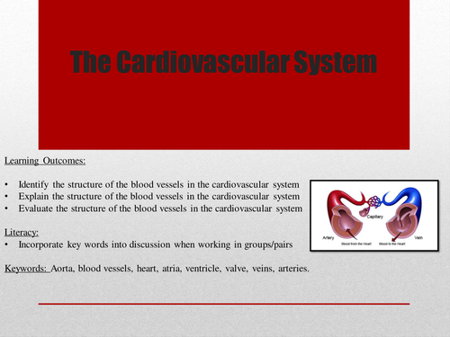 The Structure of Blood Vessels GCSE P.E/Biology | Teaching Resources