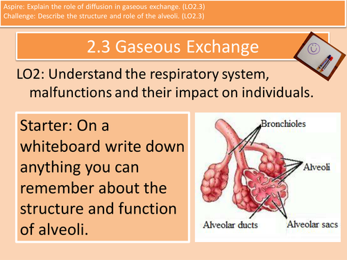 Structure of the alveoli and gaseous exchange Unit 4 Anatomy and ...