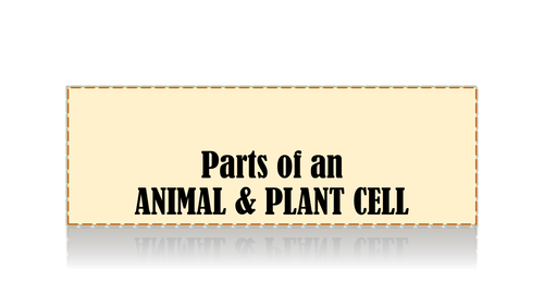 Organelles on a Plant and Animal Cell - Powerpoint | Teaching Resources