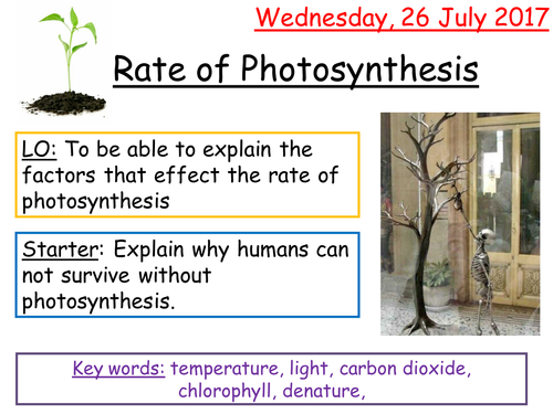 AQA 9-1 Biology Rates of Photosynthesis | Teaching Resources
