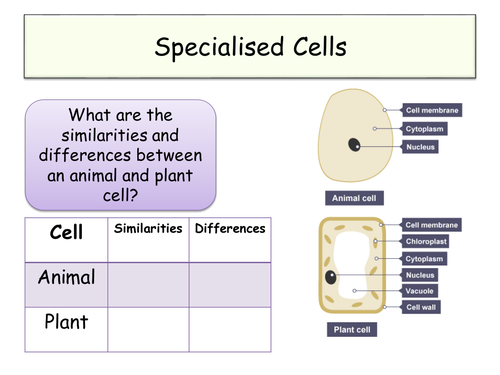 Specialised Cells | Teaching Resources