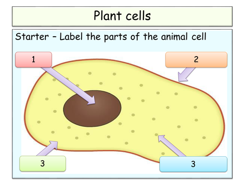 Plants Cells | Teaching Resources