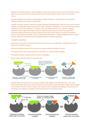 Enzymes- Chapter 4 OCR A BIOLOGY ( A level) | Teaching Resources