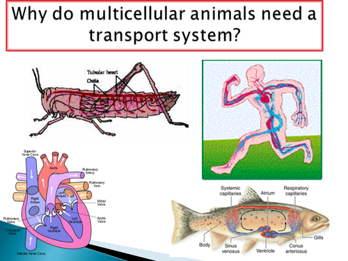 NEW SPEC - A level biology - OCR - Module 3 - chapter 8 - transport in ...