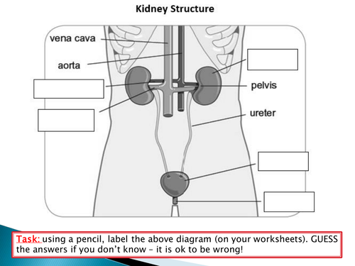 NEW SPEC - A level Biology - Module 5 - Comm & Excretion - Chapter 2 ...