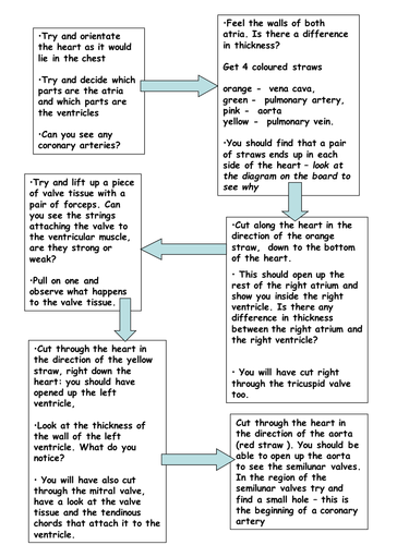 Heart Dissection (GCSE and A-level | Teaching Resources