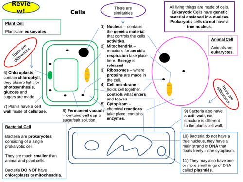 Cell Biology Topic 1 Full Set of Revision Card Activities for New AQA Biology GCSE | Teaching ...