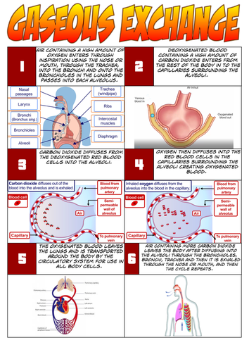 Edexcel 9-1 GCSE PE - Gaseous Exchange Comic Strip Example by ...