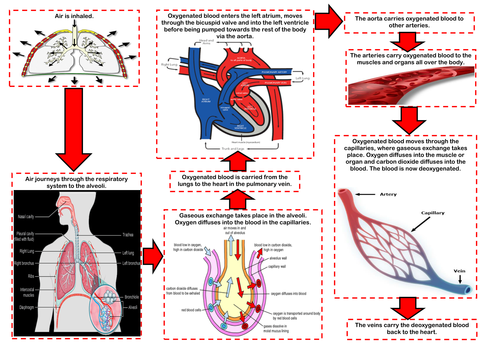 Edexcel 9-1 GCSE PE - The Respiratory System - How the CV & Respiratory ...
