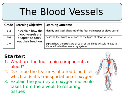 NEW AQA Trilogy GCSE (2016) Biology - Blood Vessels | Teaching Resources