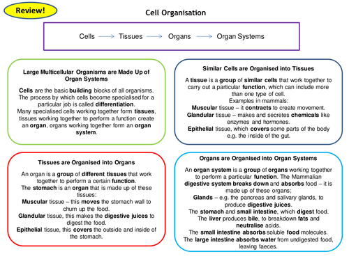 Organisation Topic 2 Full Set of Revision Card Activities for New AQA ...