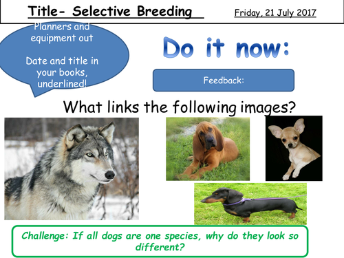 AQA Trilogy Biology Lesson 11 Selective Breeding | Teaching Resources