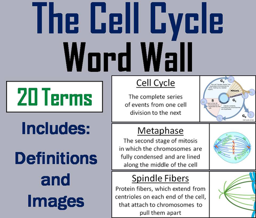 Cell Cycle Word Wall Cards | Teaching Resources