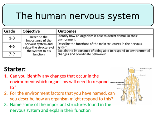 NEW AQA GCSE Trilogy (2016) - The human nervous system | Teaching Resources