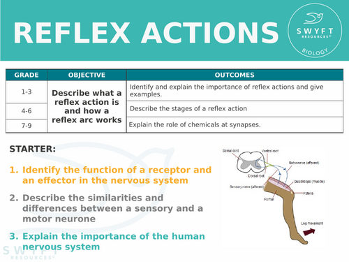 NEW AQA GCSE Trilogy (2016) Biology - Reflex Actions | Teaching Resources
