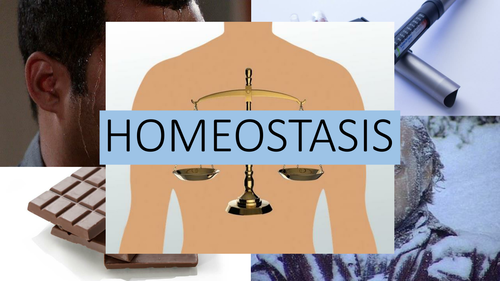 Homeostasis FULL LESSON | Teaching Resources Homeostasis FULL LESSON | Teaching Resources