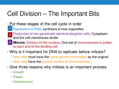 New 9-1 GCSE AQA Biology B2 Stem Cells | Teaching Resources