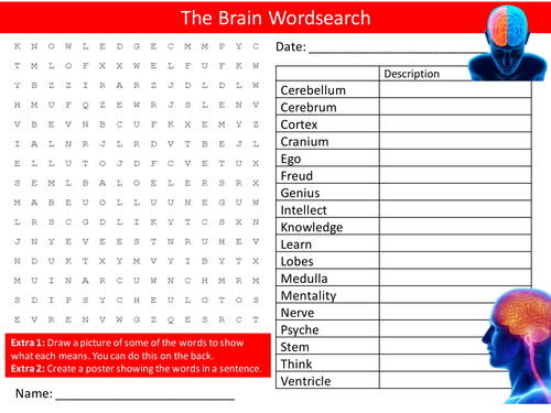 2 x The Brain Wordsearch Biology Anatomy Starter Settler Activity ...
