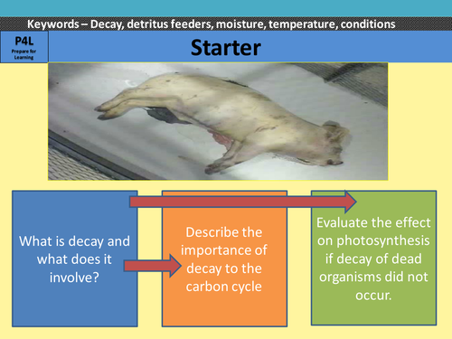 Rates of decomposition | Teaching Resources
