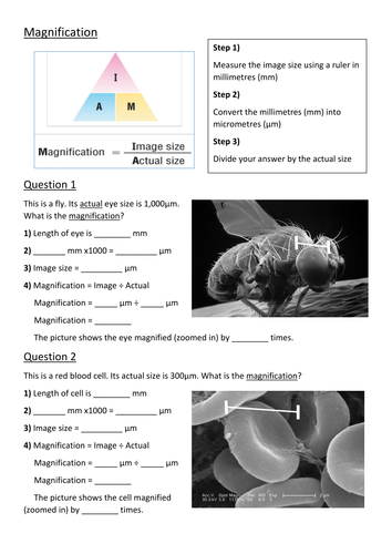 Microscopes and Magnification | Teaching Resources