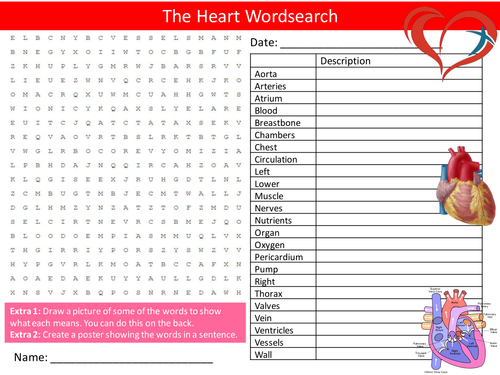The Heart Wordsearch Biology Science Starter Settler Activity Homework ...