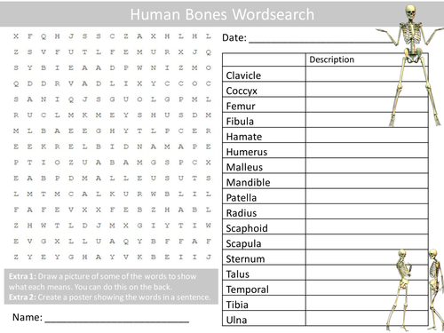 2 x Human Bones Wordsearch Anatomy Biology PE Starter Settler Activity ...