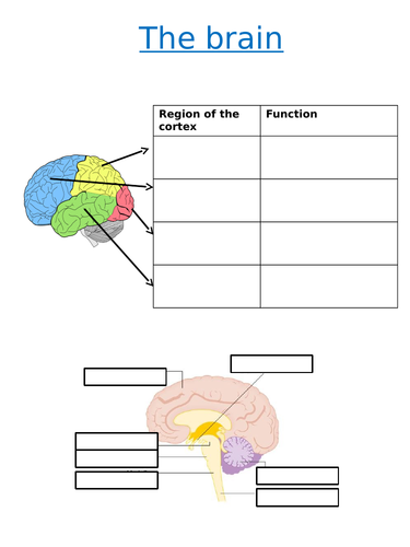 NEW AQA Biology GCSE (2016) The brain HT | Teaching Resources