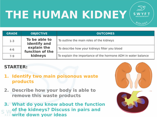 NEW AQA GCSE Biology (2016) - The human kidney HT | Teaching Resources