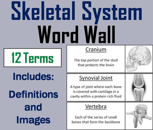 Skeletal System Word Wall Cards | Teaching Resources
