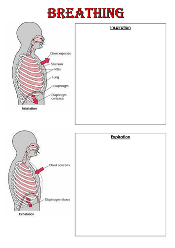 AQA GCSE PE (2016 onwards) Cardio-respiratory system | Teaching Resources