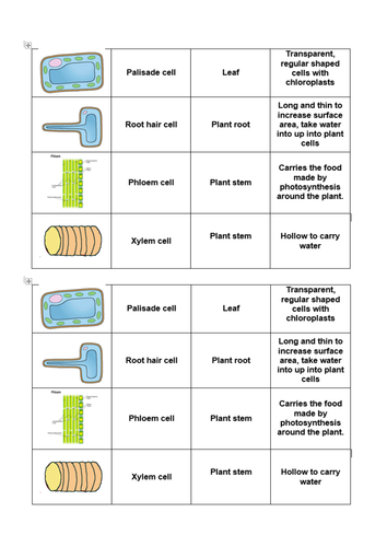 B1-specialisation of plant cells-card sort activity | Teaching Resources