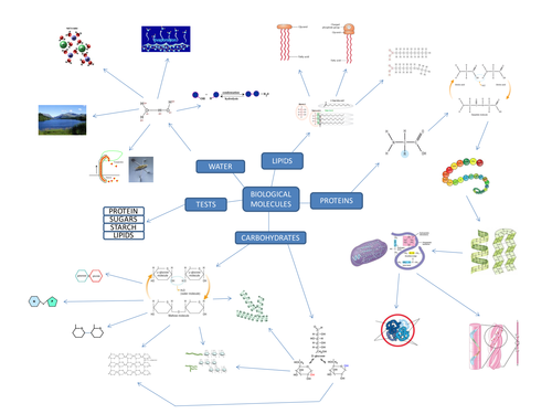 AQA A-level Biology Revision Mindmaps (2015 onwards) | Teaching Resources
