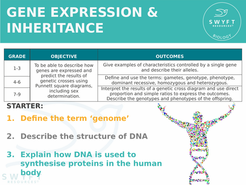 Gcse Biology Inheritance Genetic Inheritance Questions And Revision
