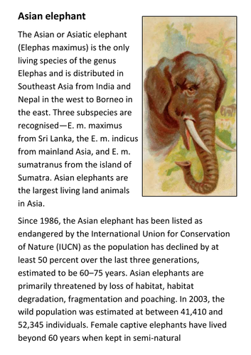 Asian elephant Handout | Teaching Resources