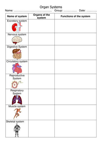 Human Organ Systems Worksheets Human Organ Systems Worksheets